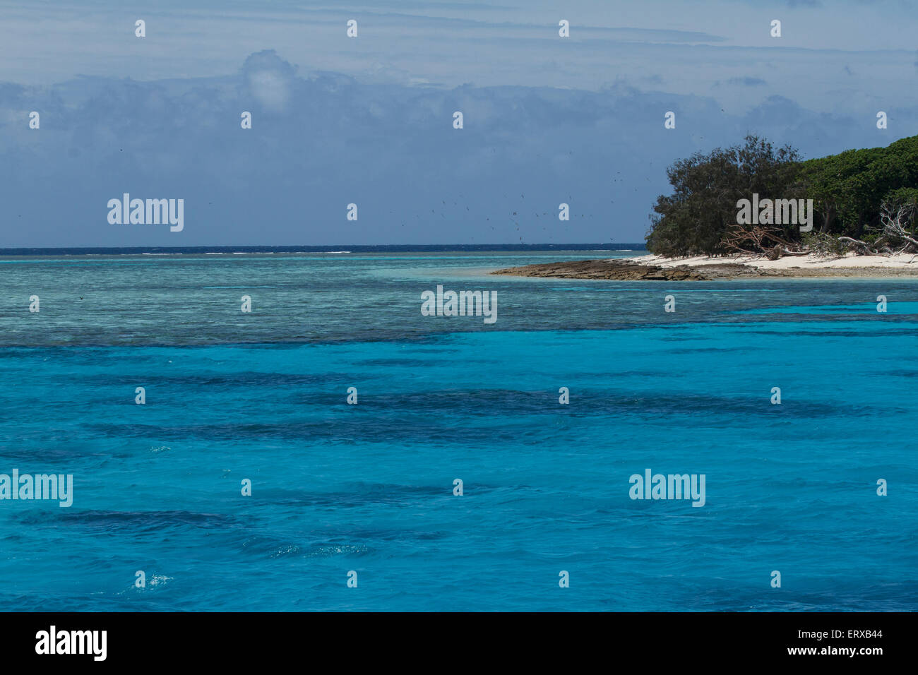 At Lady Musgrave Island Stock Photo - Alamy