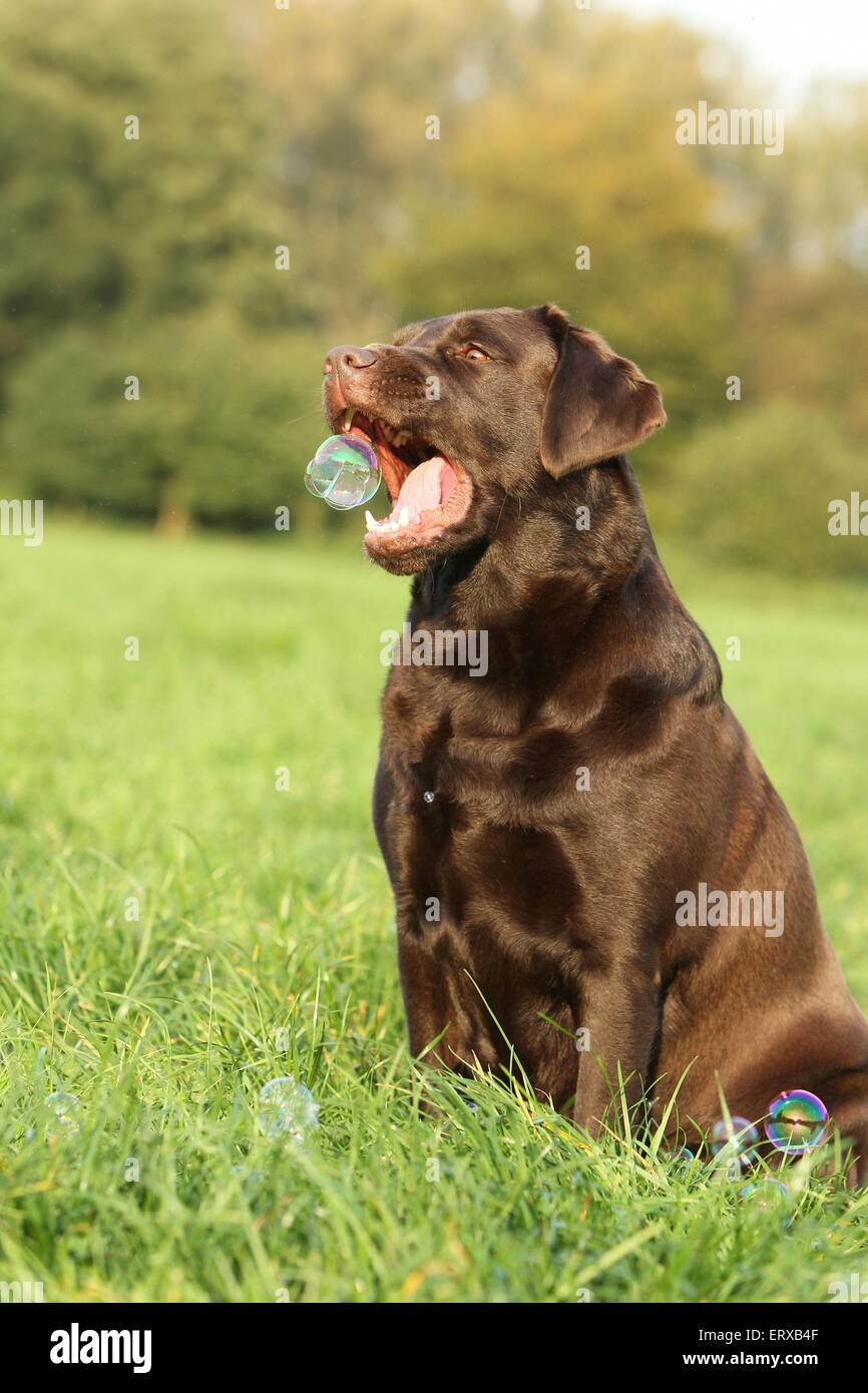 Labrador retrievers sitting side side hi-res stock photography and ...