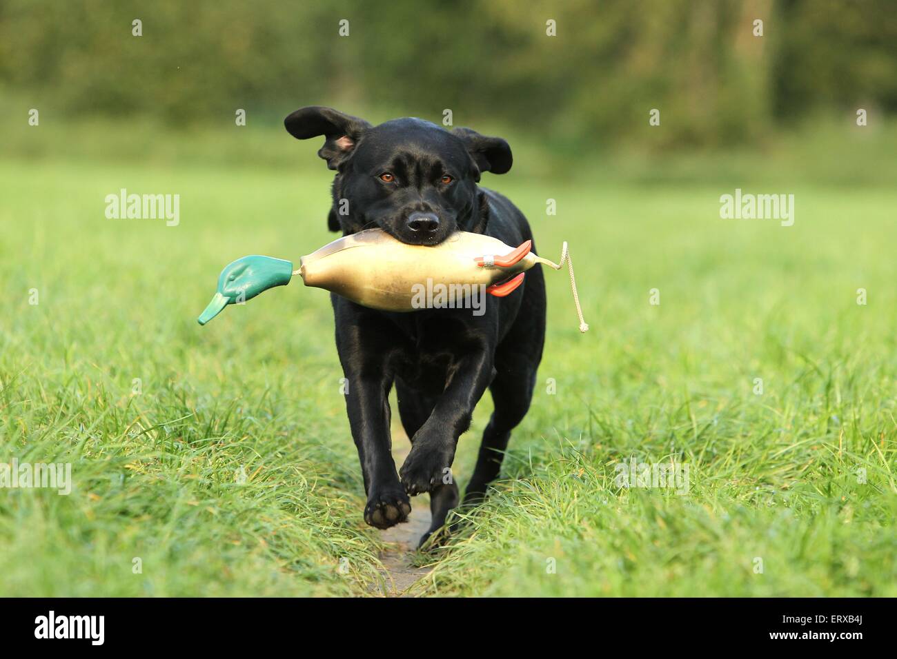 retrieving Labrador Retriever Stock Photo - Alamy