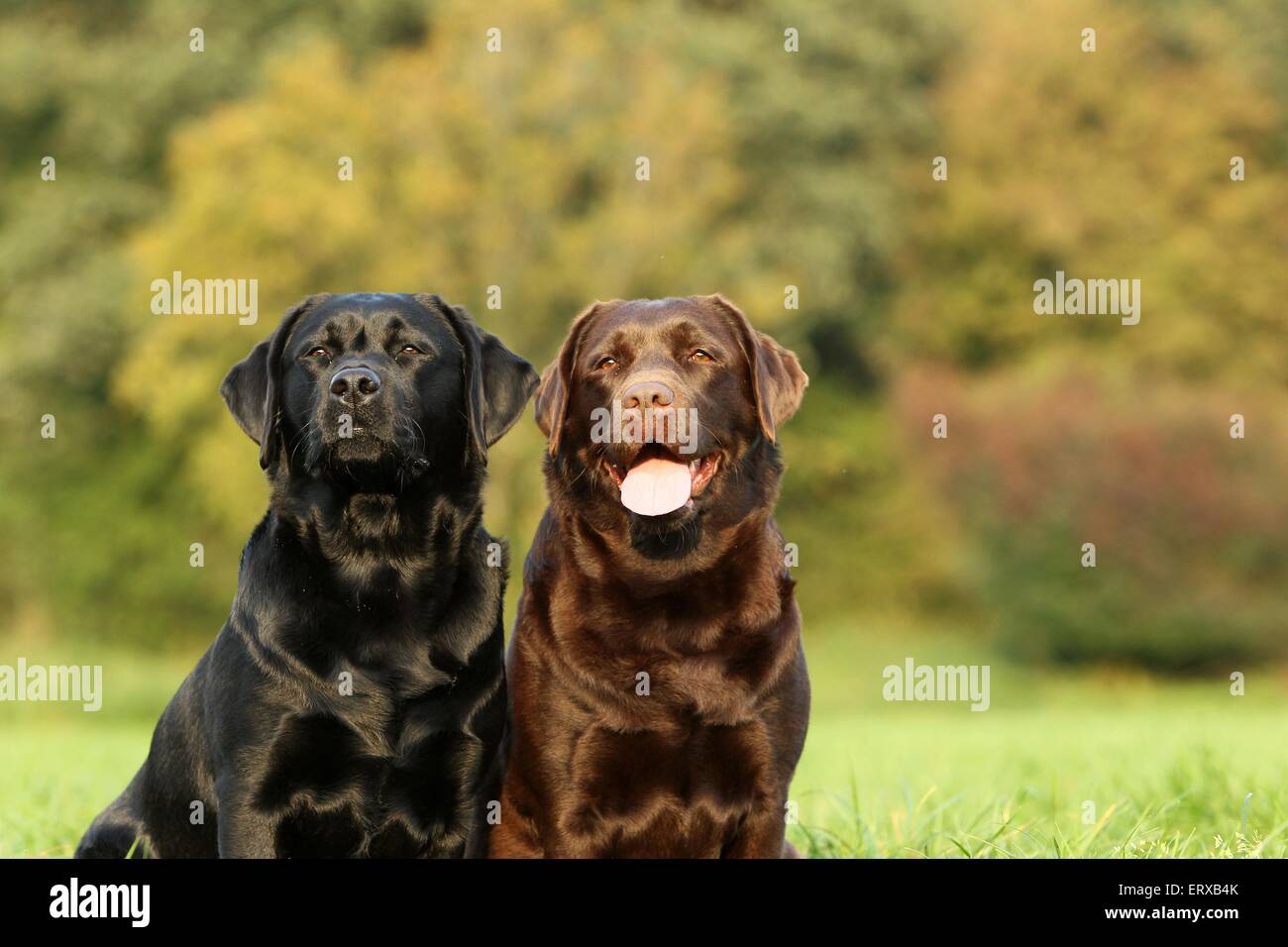 Labrador Retriever Portrait Stock Photo - Alamy