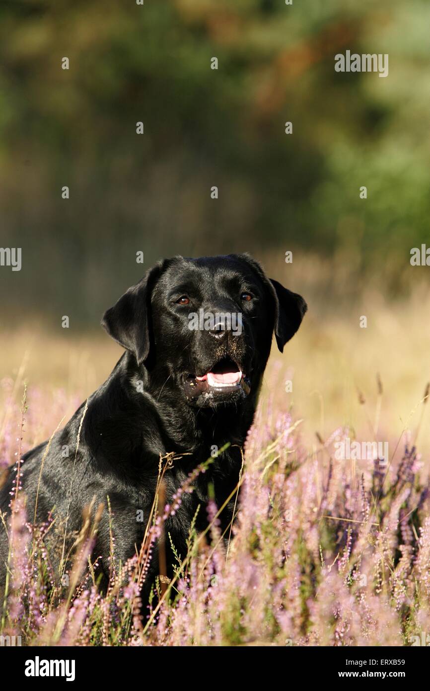 Labrador Retriever Portrait Stock Photo - Alamy