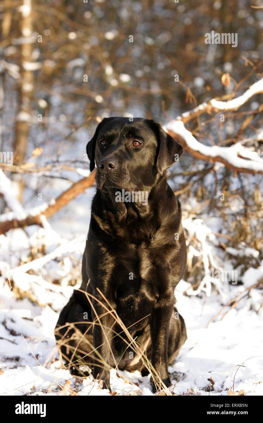 sitting Labrador Retriever Stock Photo - Alamy