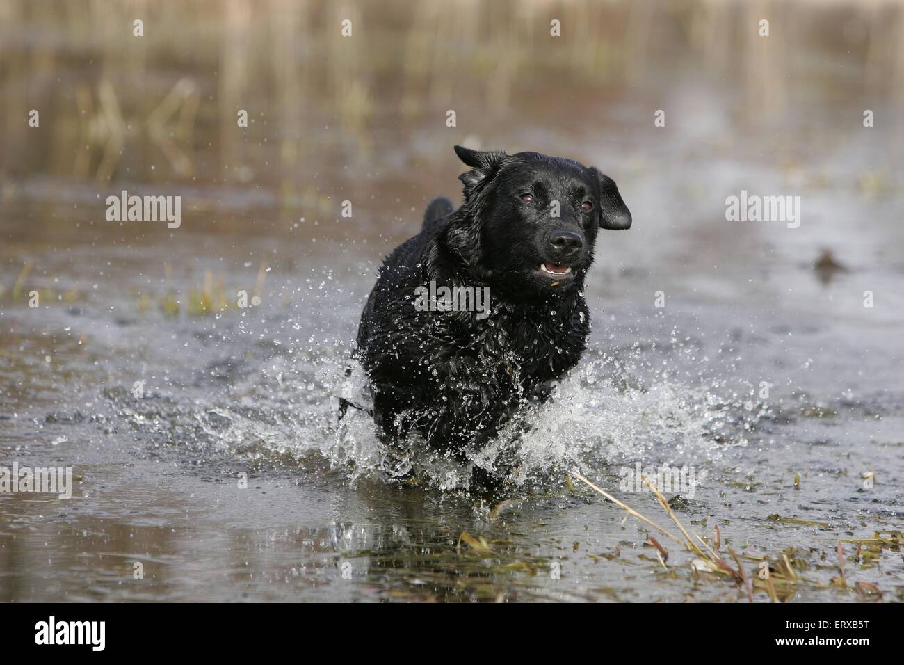 running Labrador Retriever Stock Photo - Alamy