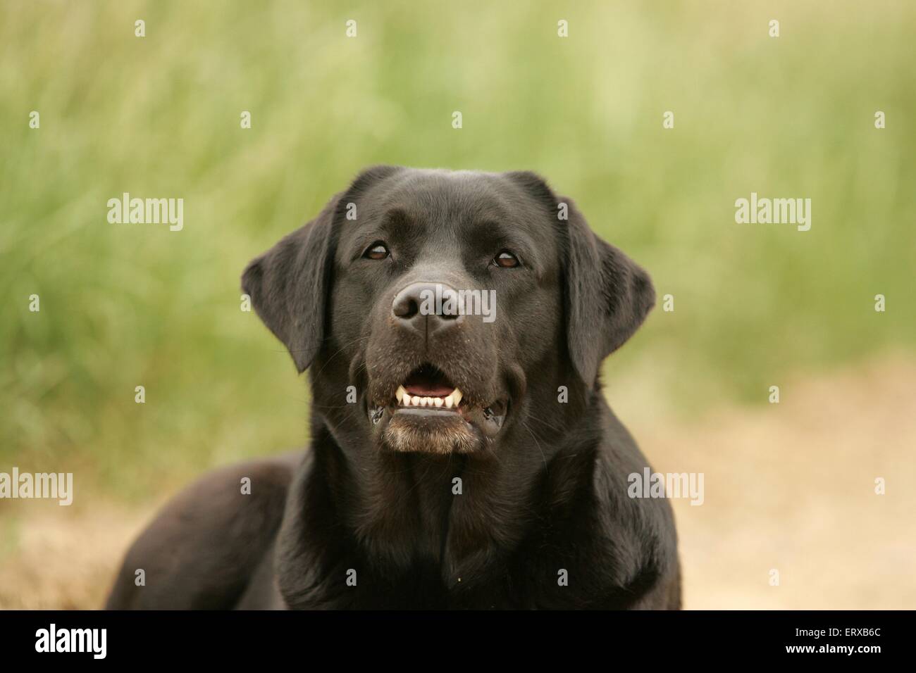 Labrador Retriever Portrait Stock Photo - Alamy