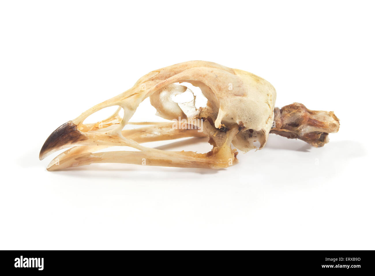 Bird Skull Anatomy