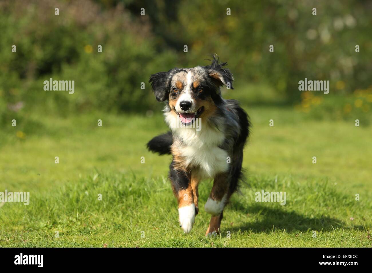 running Miniature Australian Shepherd Stock Photo - Alamy
