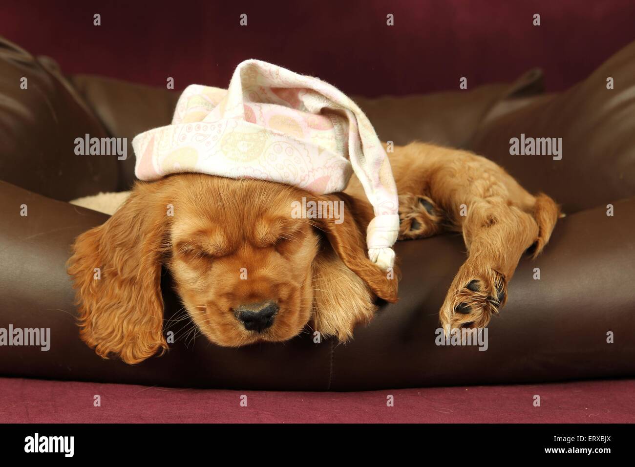 Funny cocker spaniels hi-res stock photography and images - Alamy