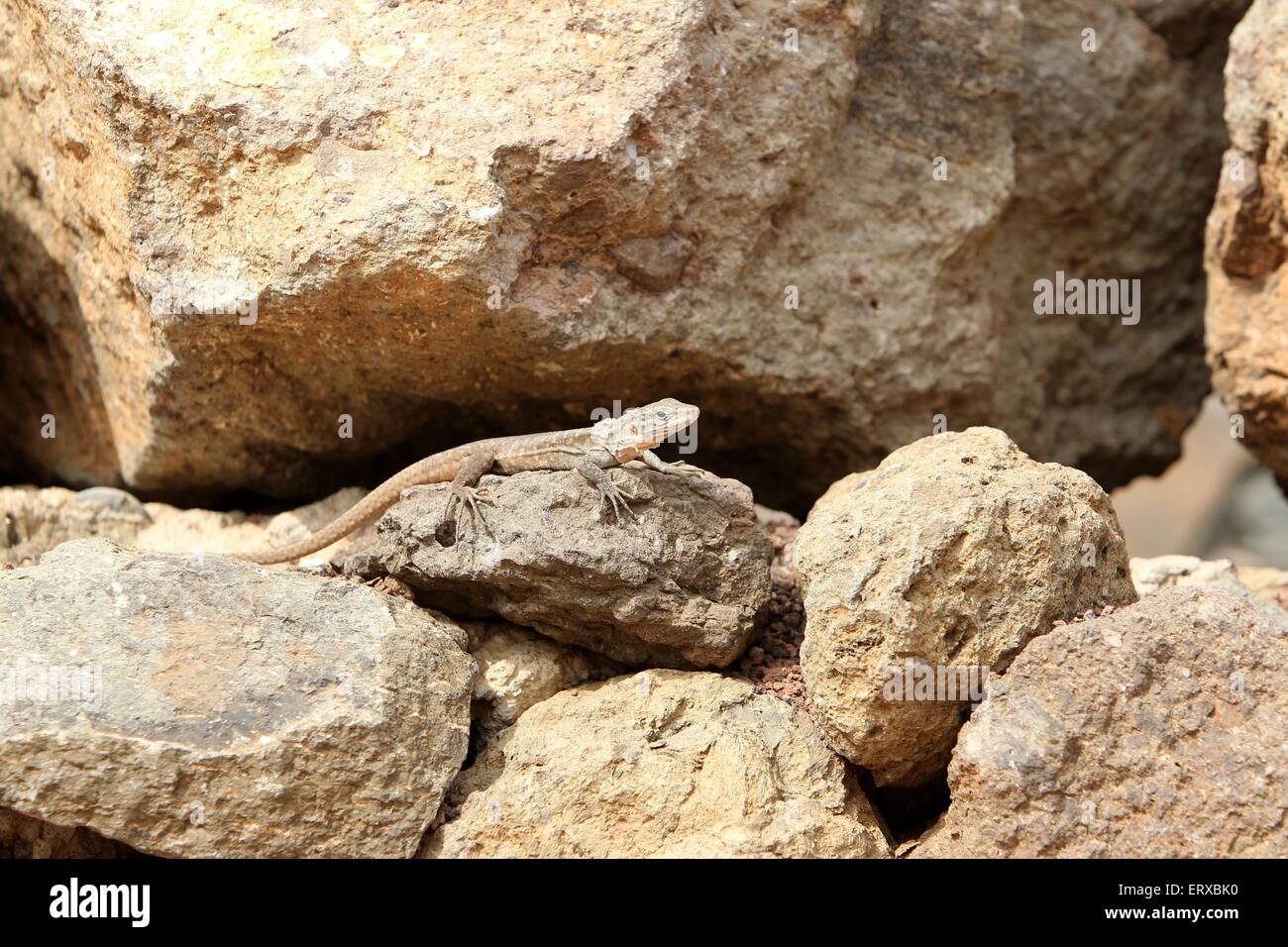 Scaled lizards hi-res stock photography and images - Alamy