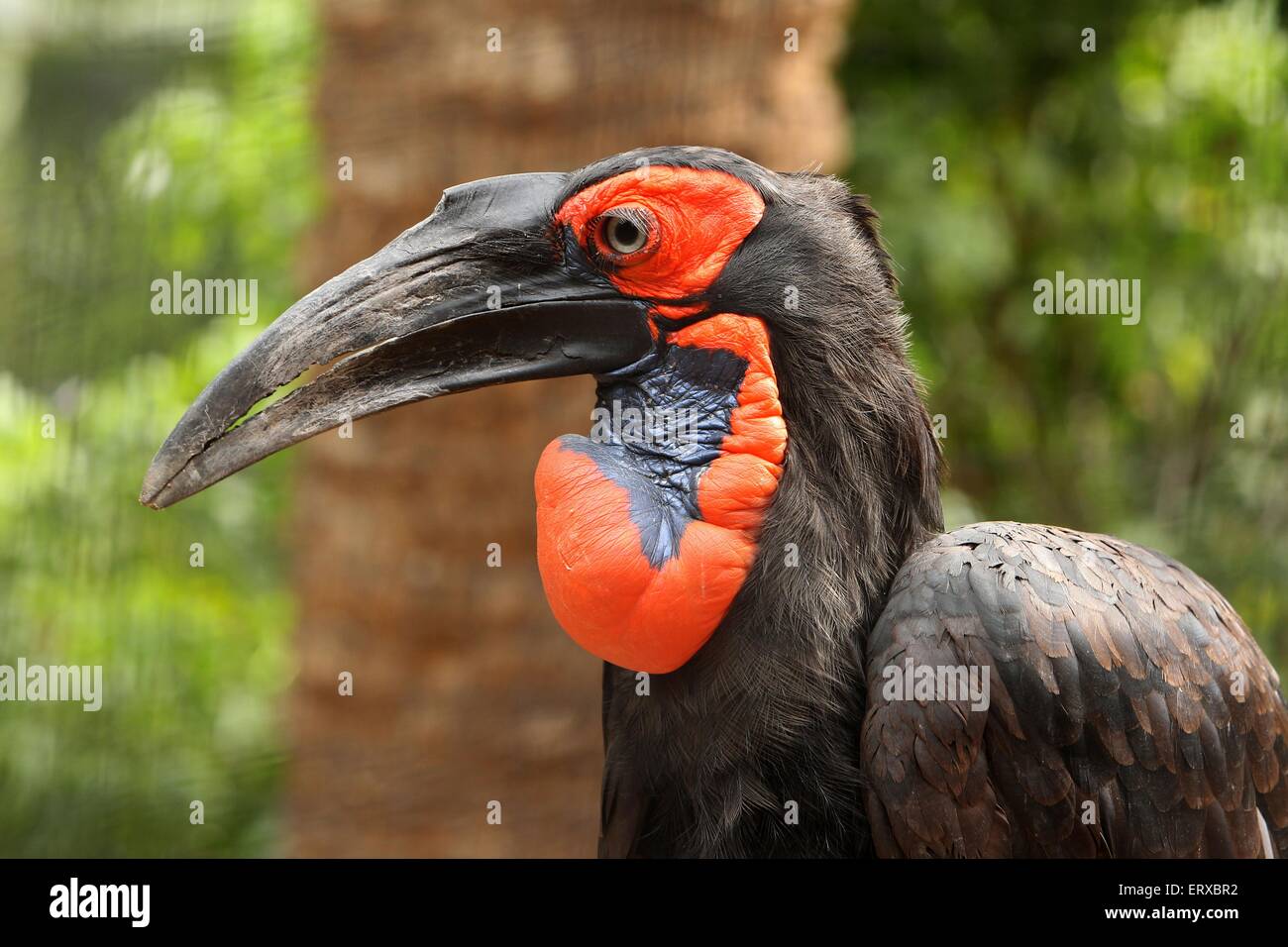 southern ground hornbill Stock Photo - Alamy