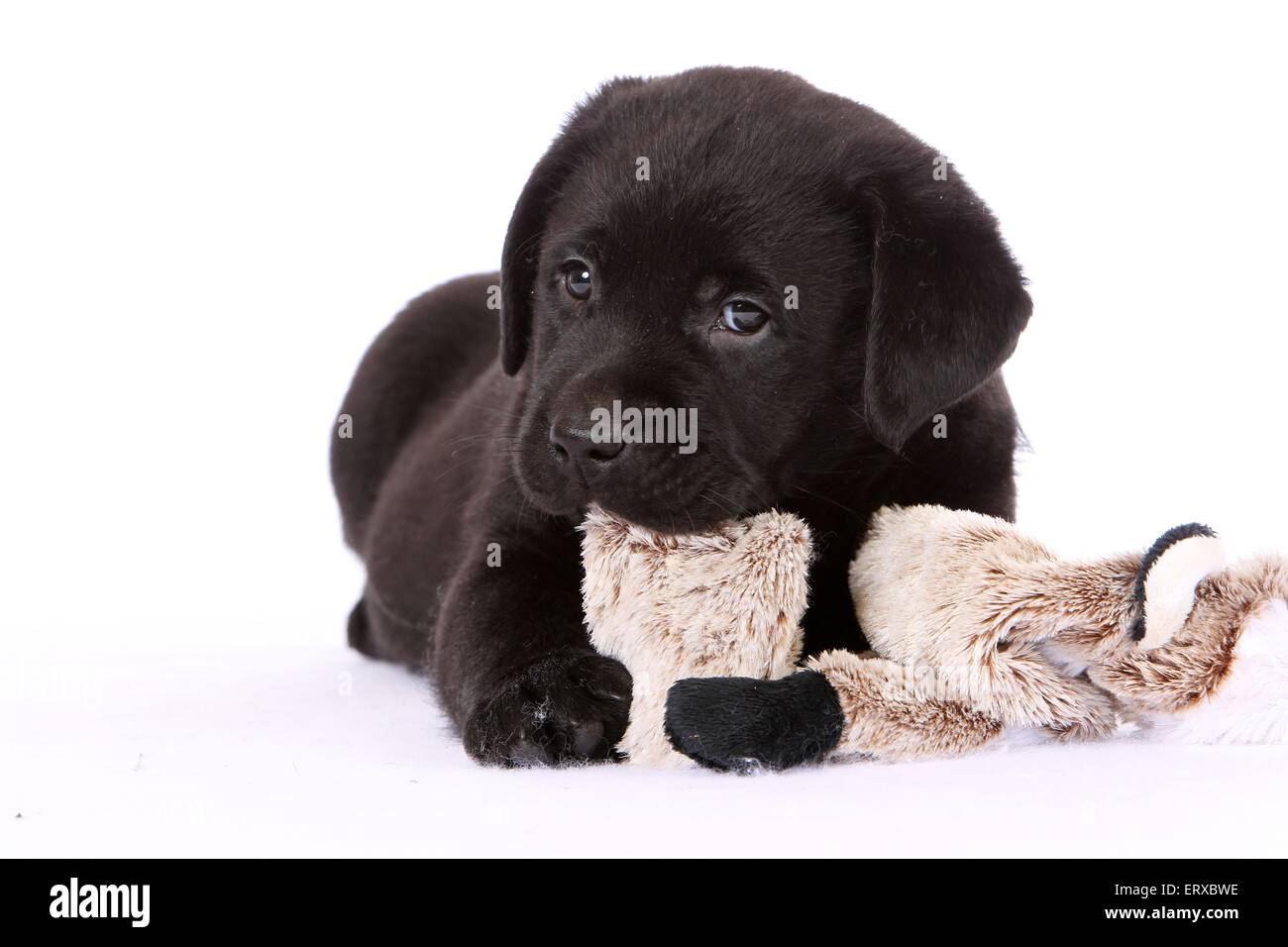 Black labrador puppy retrieving Cut Out Stock Images & Pictures - Alamy