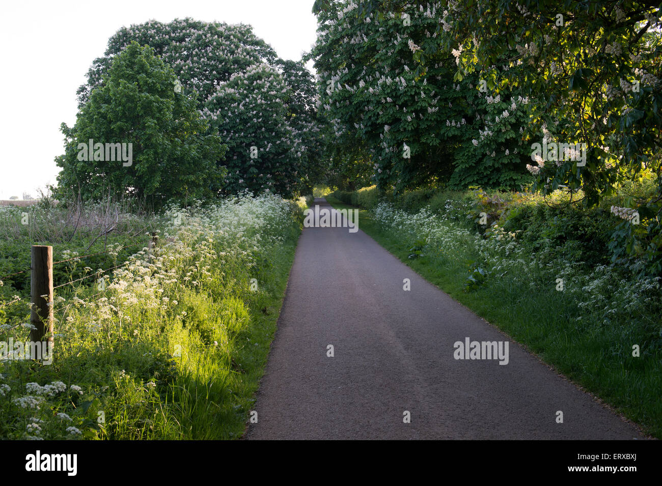 English country lane in spring hi-res stock photography and images - Alamy