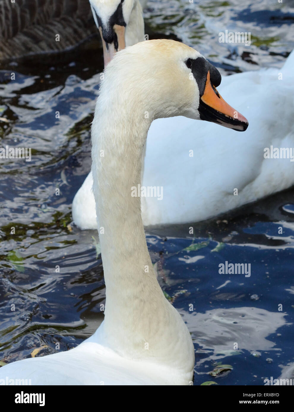 Mute Swans and Canada Geese Stock Photo - Alamy