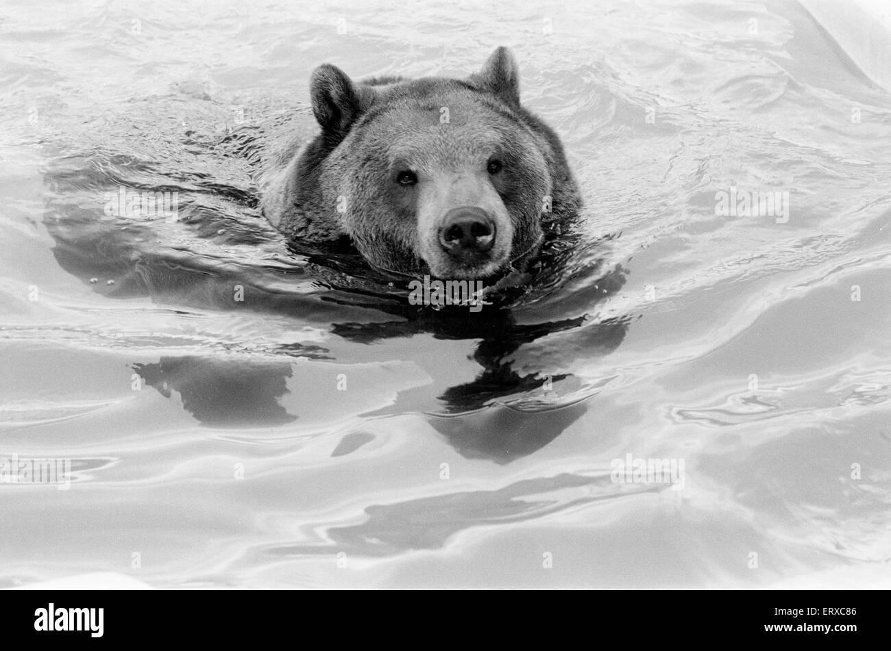 Hercules The Grizzly Bear, with owners Andy & Maggie Robin, at his new ...