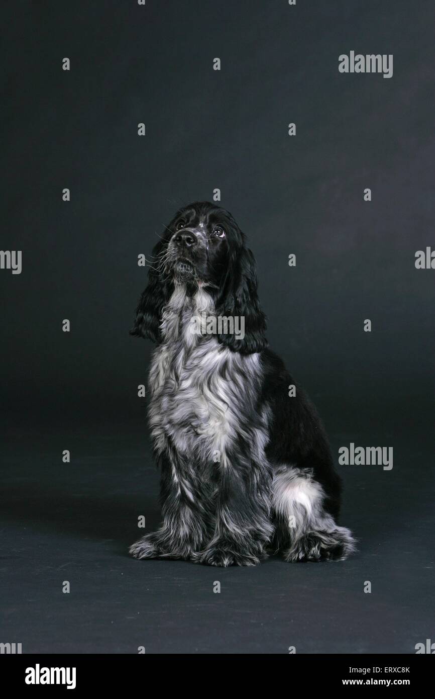 sitting English Cocker Spaniel Stock Photo - Alamy