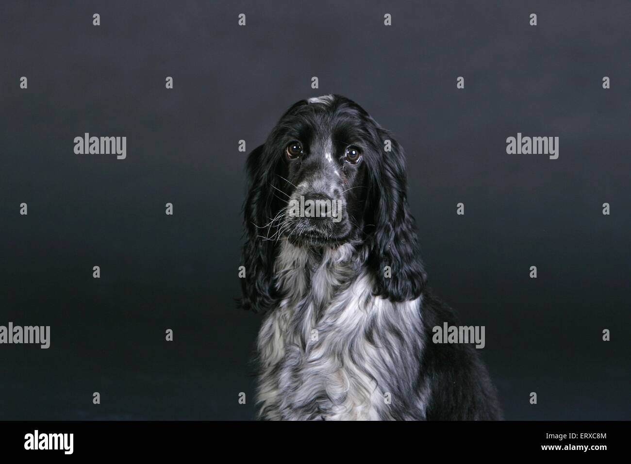 English Cocker Spaniel Portrait Stock Photo - Alamy