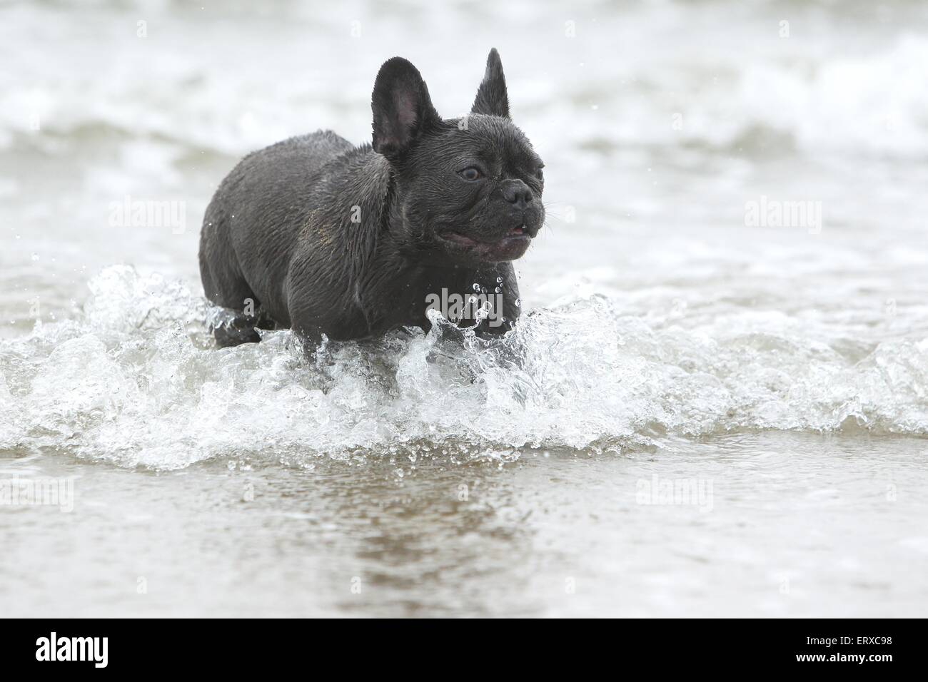 bathing French Bulldog Stock Photo - Alamy