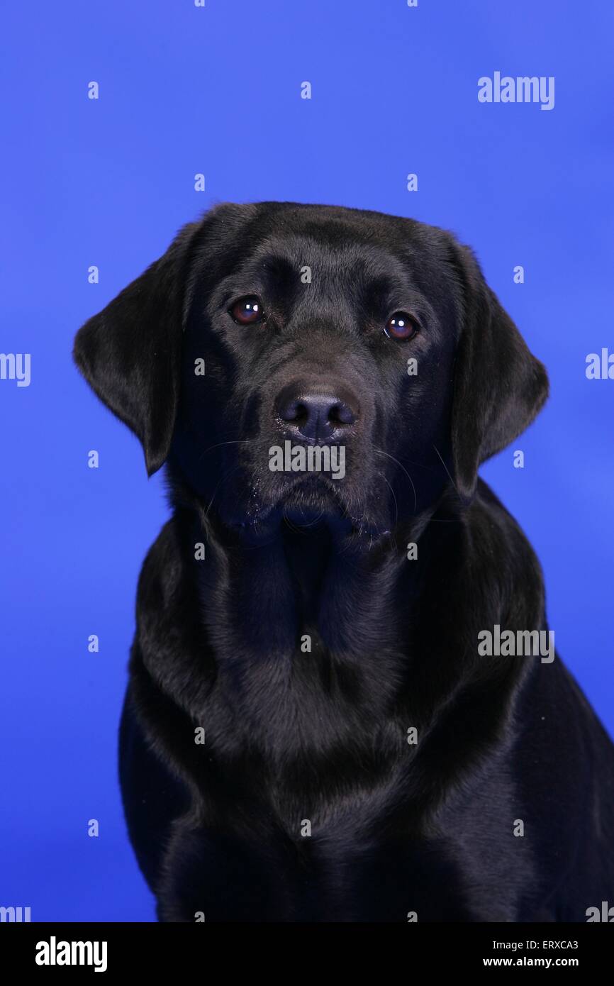 Labrador Retriever Portrait Stock Photo - Alamy