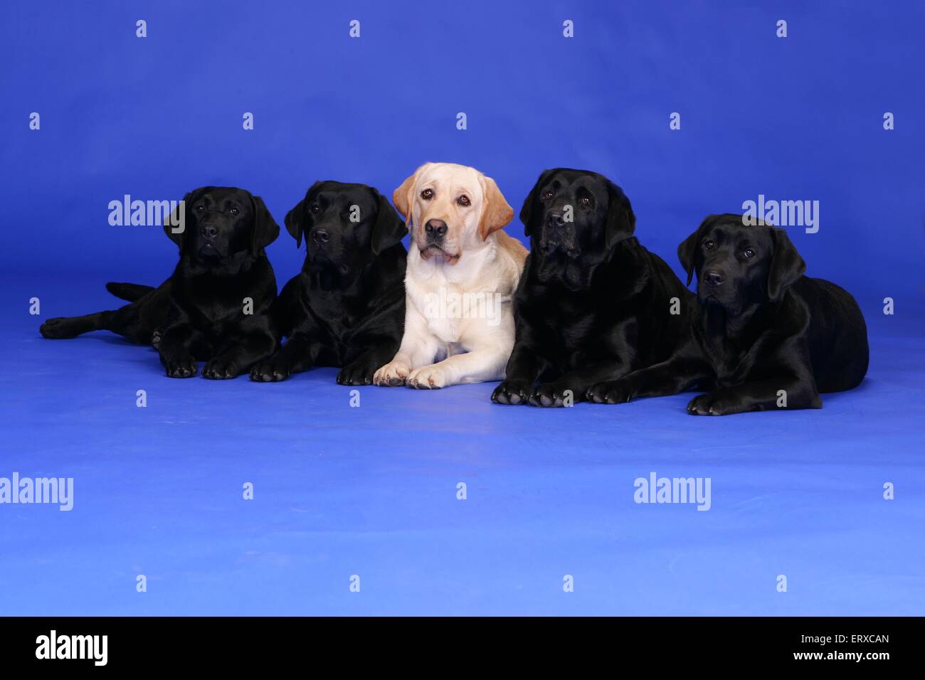 5 Labrador Retrievers Stock Photo - Alamy