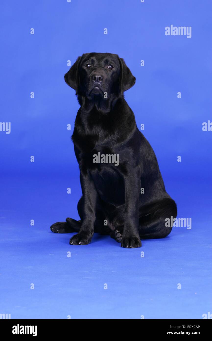 sitting Labrador Retriever Stock Photo - Alamy