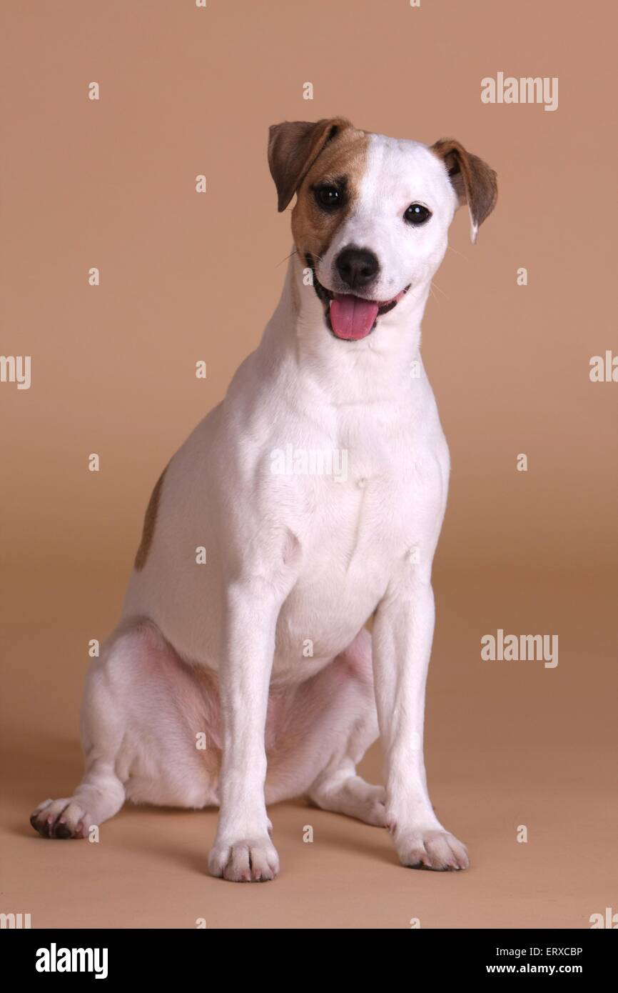 sitting Jack Russell Terrier Stock Photo - Alamy