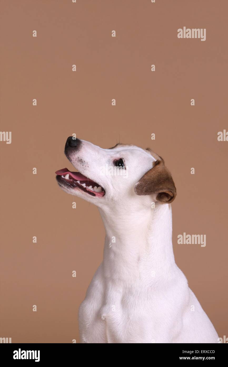 Jack Russell Terrier Portrait Stock Photo - Alamy
