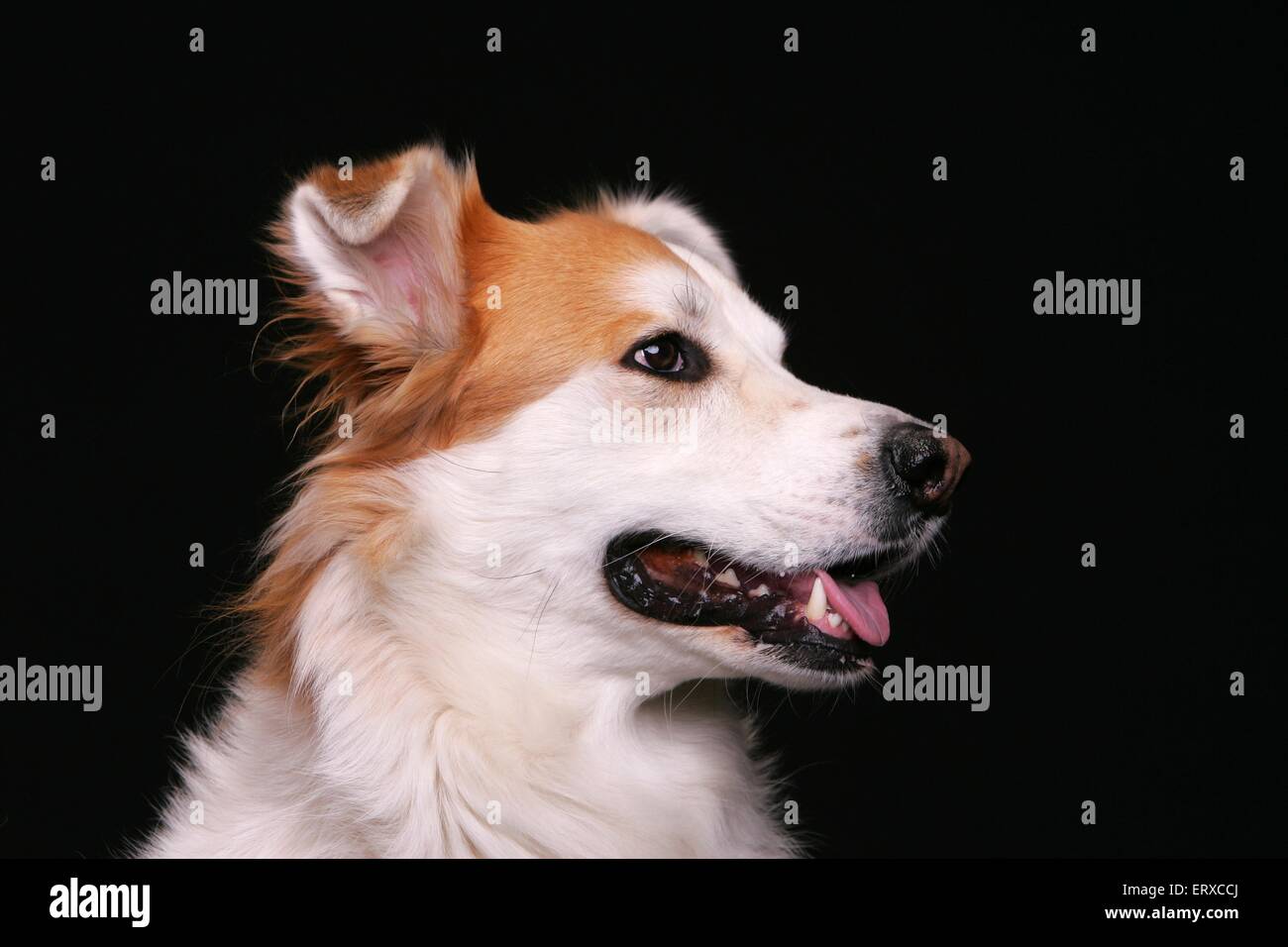 Portrait red haired mongrel hi-res stock photography and images - Alamy