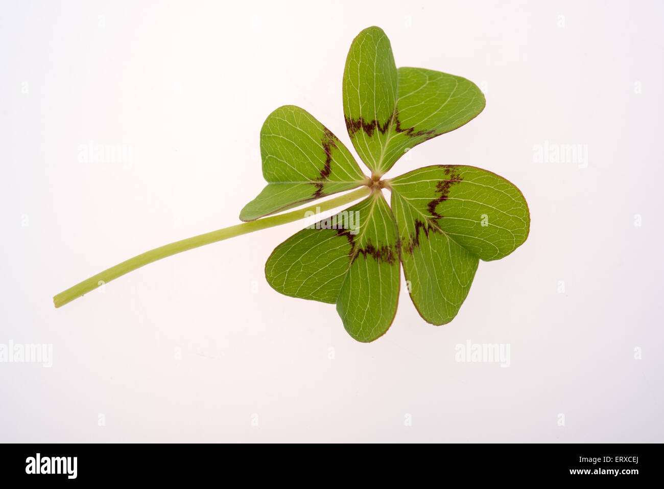 Four leaf clover white background hi-res stock photography and images ...