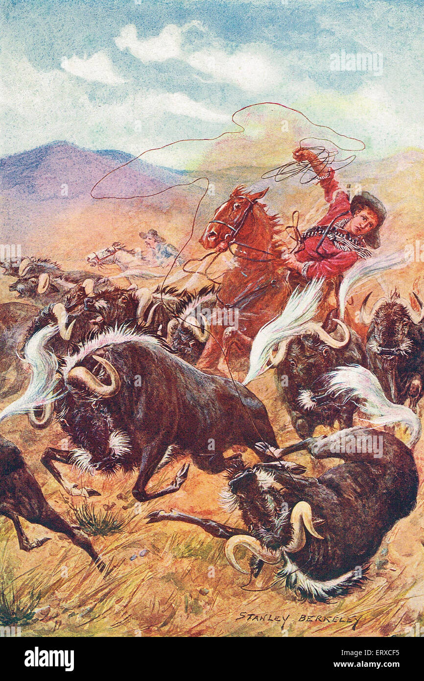 Ranchers herding cattle America 1902 Stock Photo - Alamy