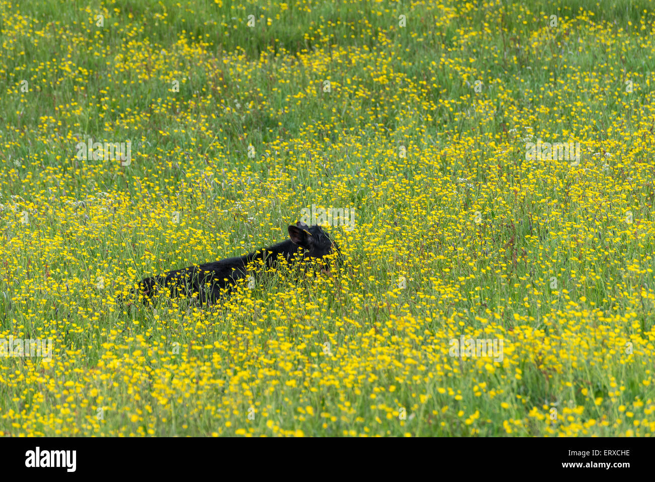 Springtime Calves resting in a Buttercup meadow Stock Photo - Alamy