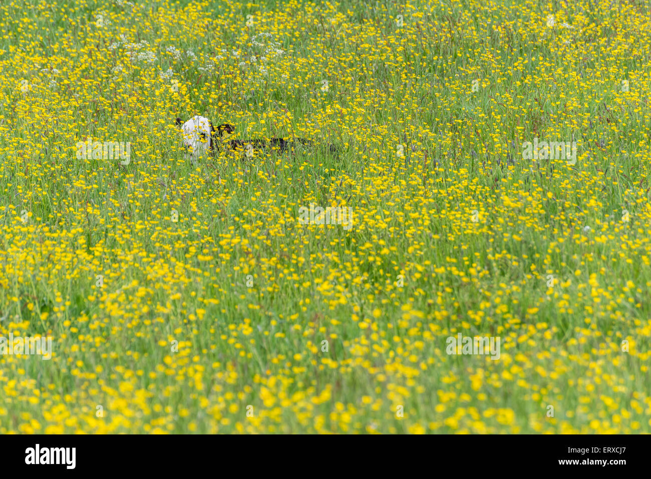 Springtime Calves resting in a Buttercup meadow Stock Photo - Alamy