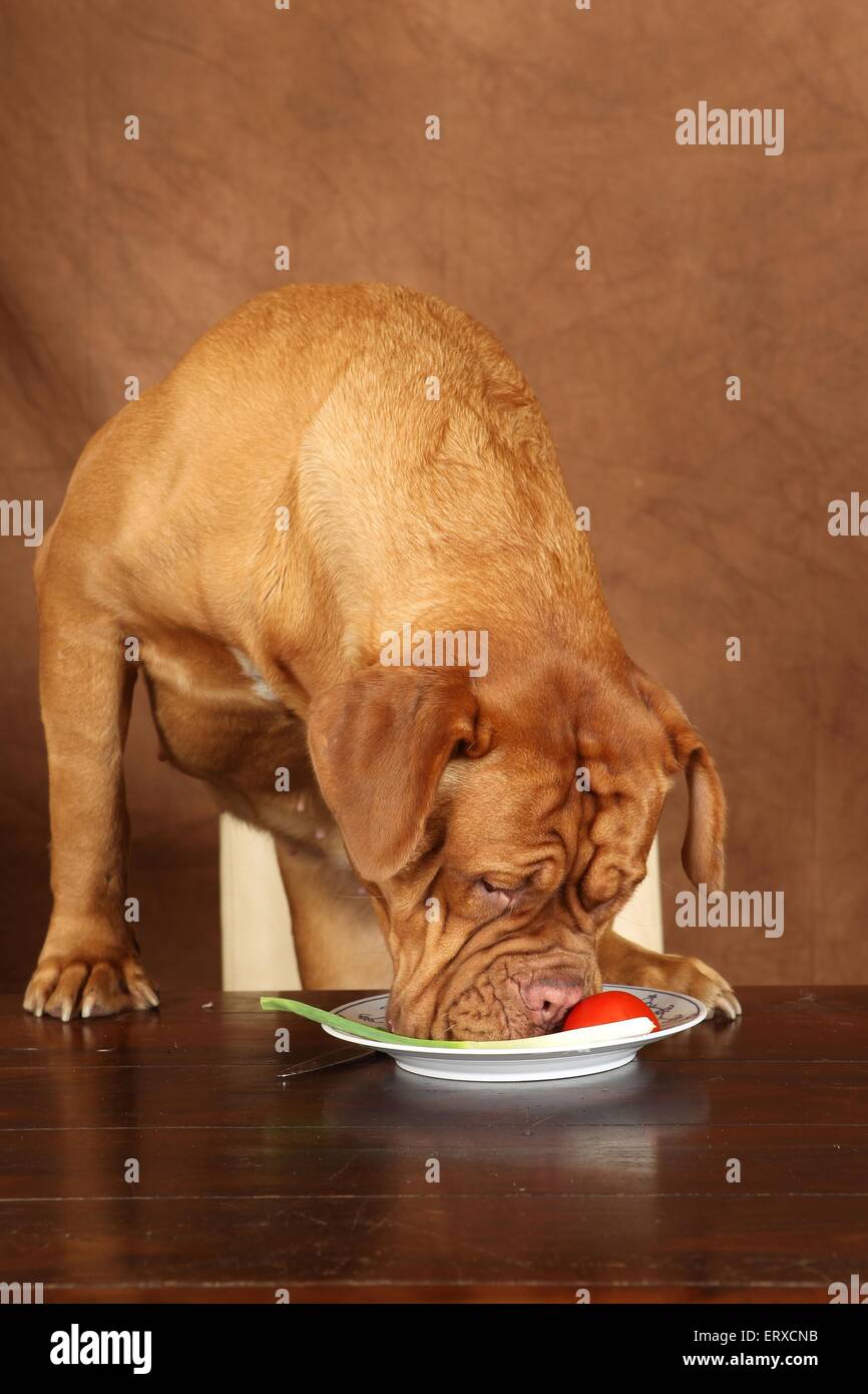 Dog eating sausages animal hi-res stock photography and images - Alamy