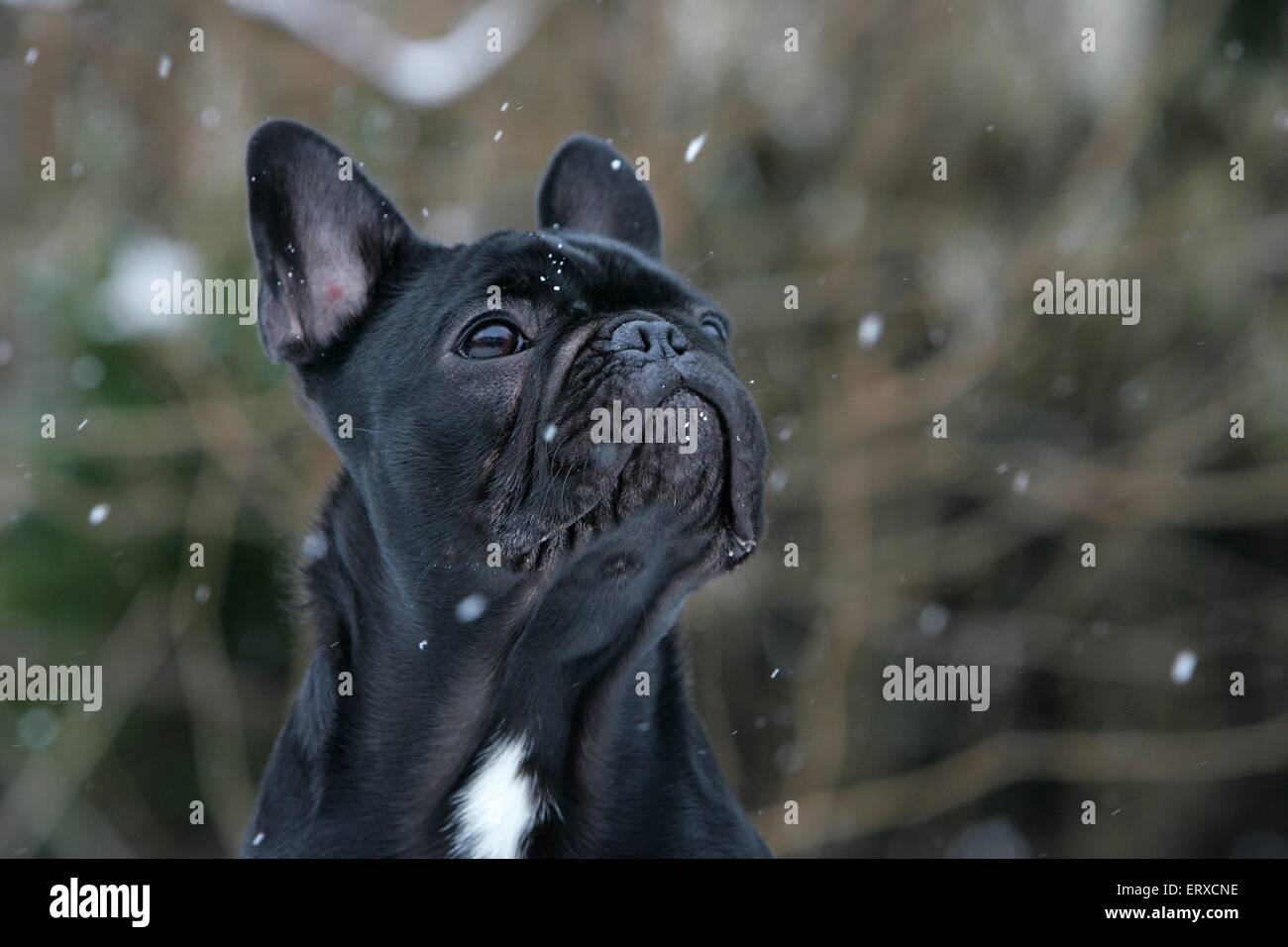 French Bulldog Portrait Stock Photo - Alamy