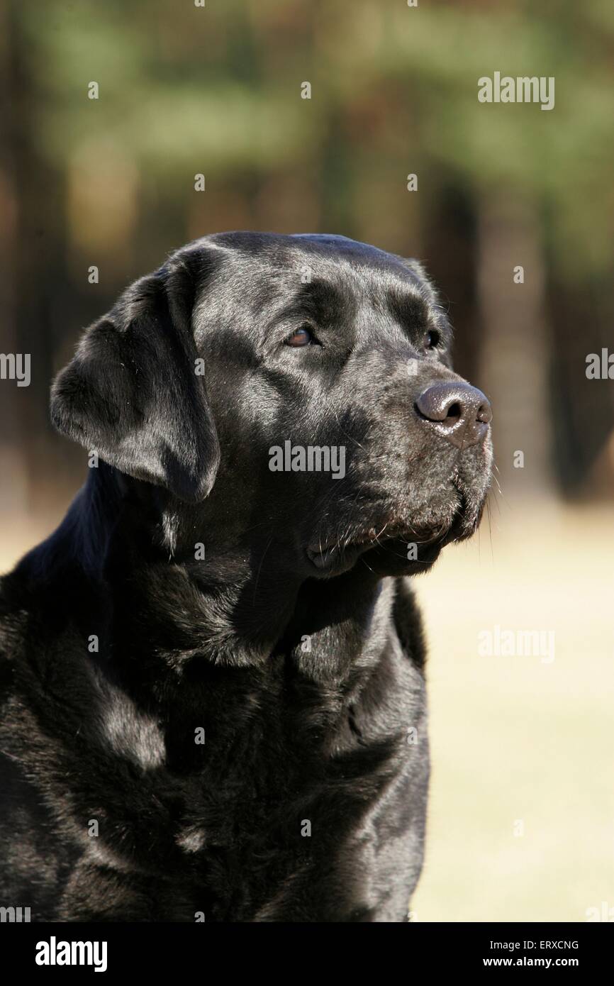 Labrador Retriever Portrait Stock Photo - Alamy