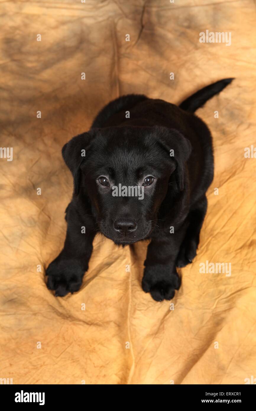 Black brown labrador puppies hi-res stock photography and images - Alamy