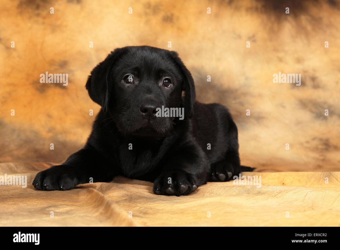 Labrador Retriever Puppy Stock Photo - Alamy