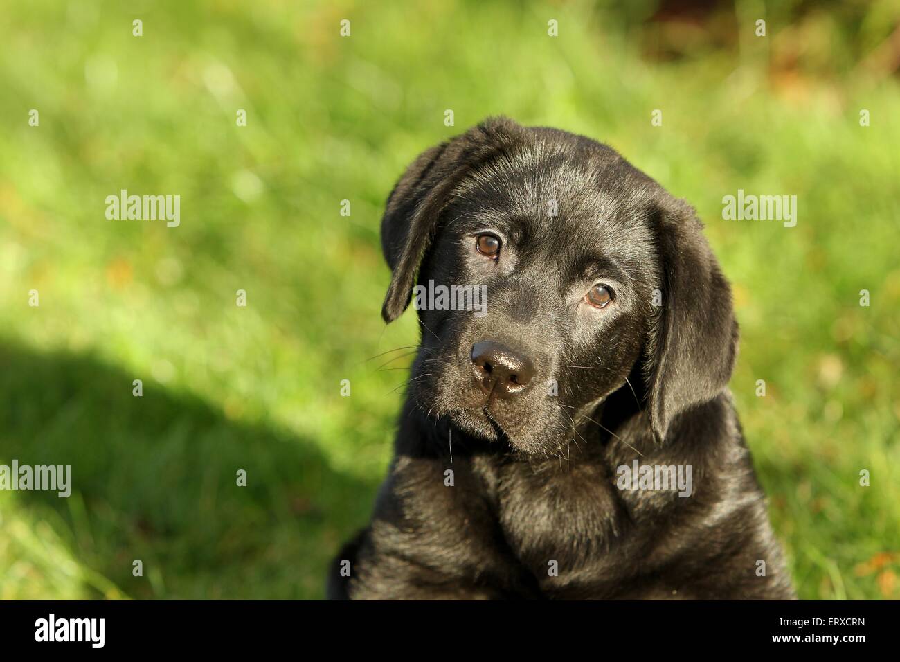 Labrador puppy head hi-res stock photography and images - Alamy