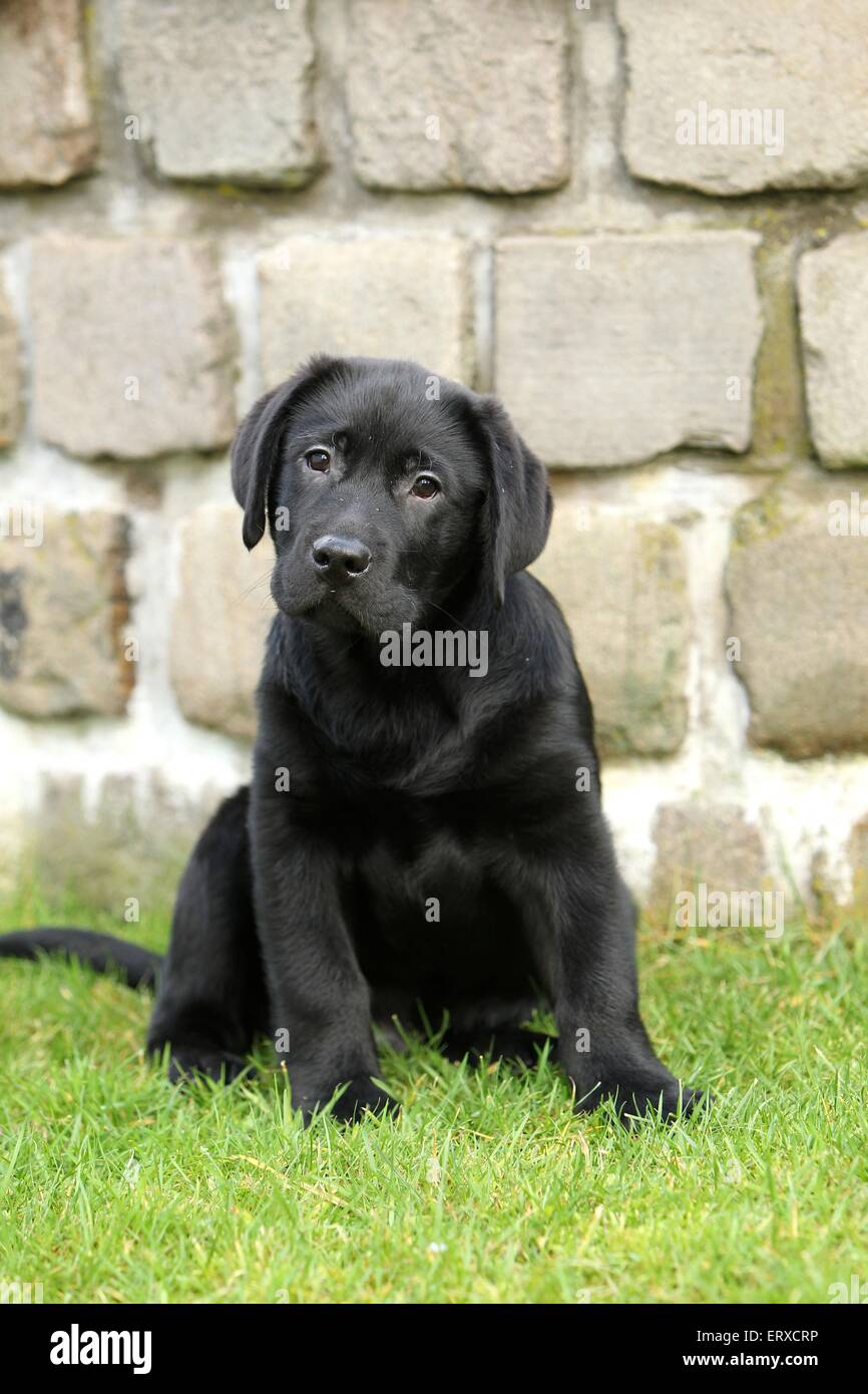 Labrador puppy hi-res stock photography and images - Alamy