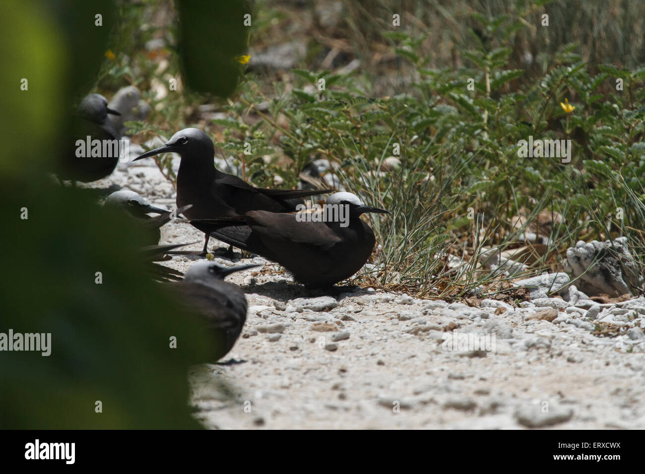 Black Noddy's at Lady Musgrave Island Stock Photo - Alamy
