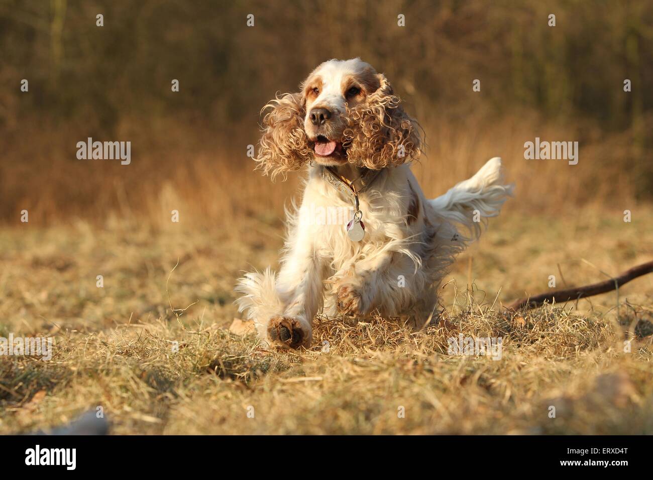 running English Cocker Spaniel Stock Photo - Alamy