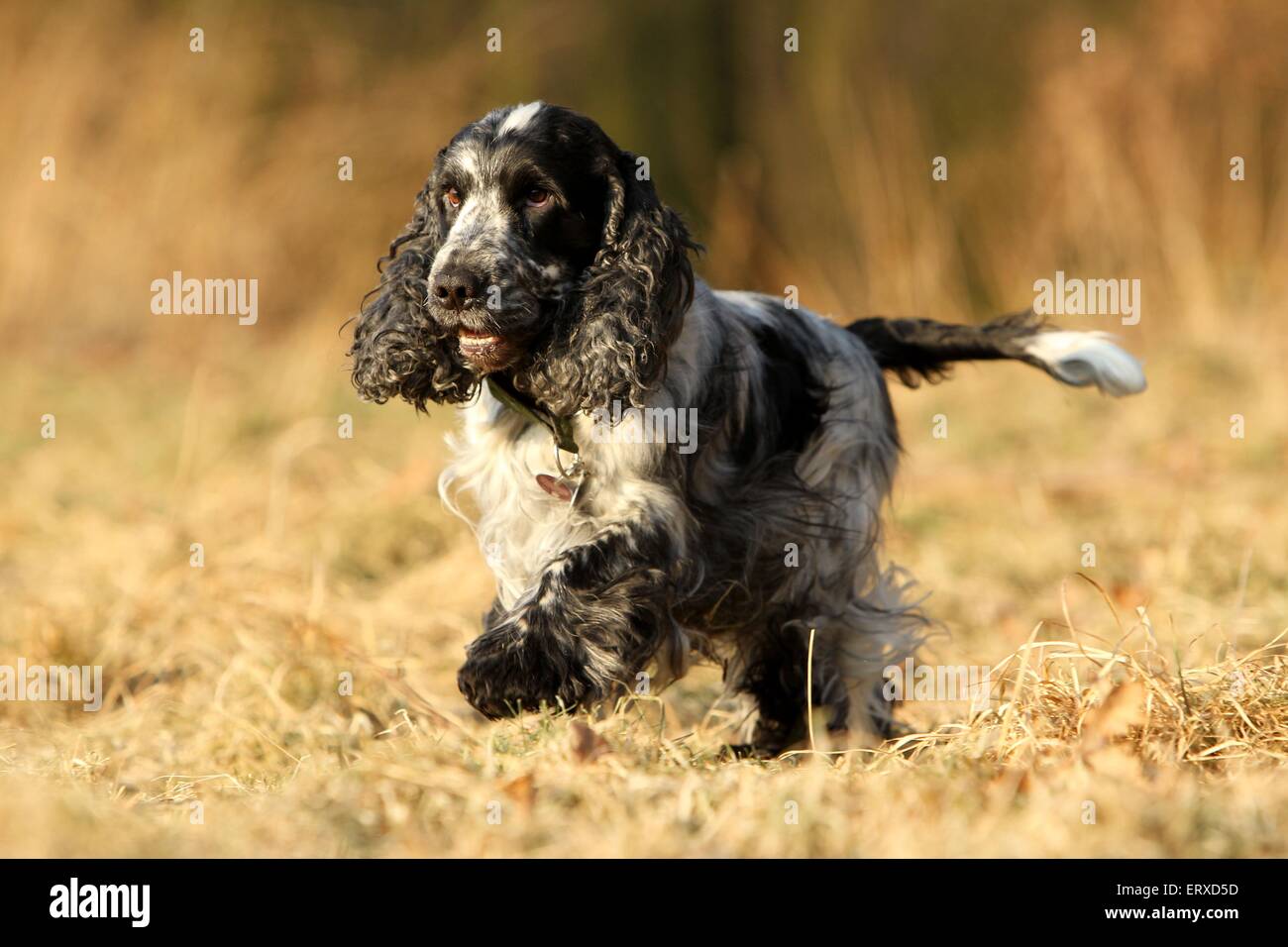 running English Cocker Spaniel Stock Photo - Alamy