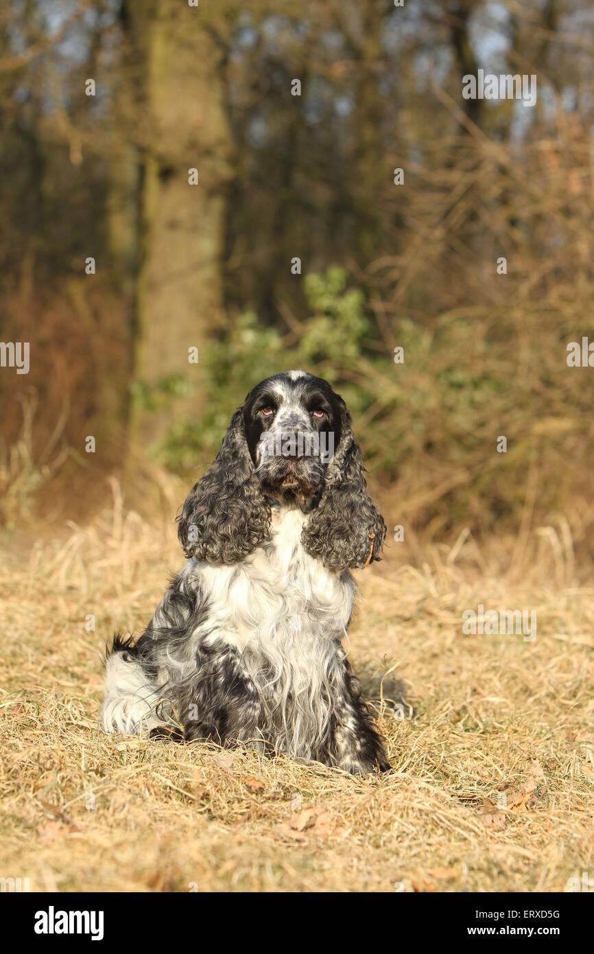 sitting English Cocker Spaniel Stock Photo - Alamy