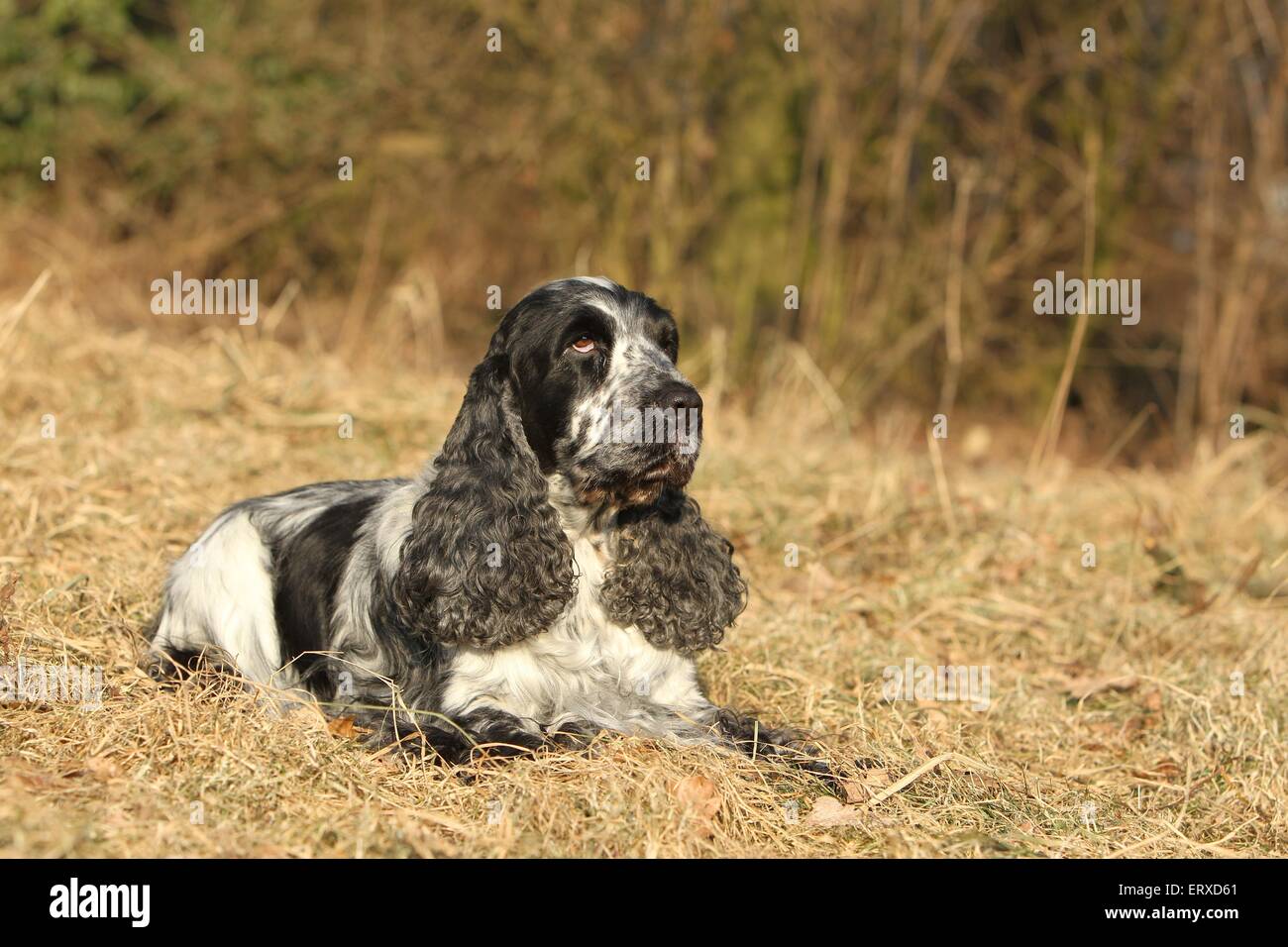 lying English Cocker Spaniel Stock Photo - Alamy