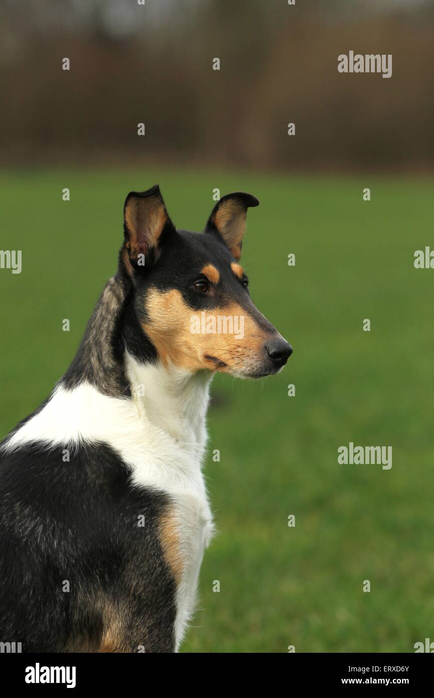 shorthaired Collie Portrait Stock Photo - Alamy