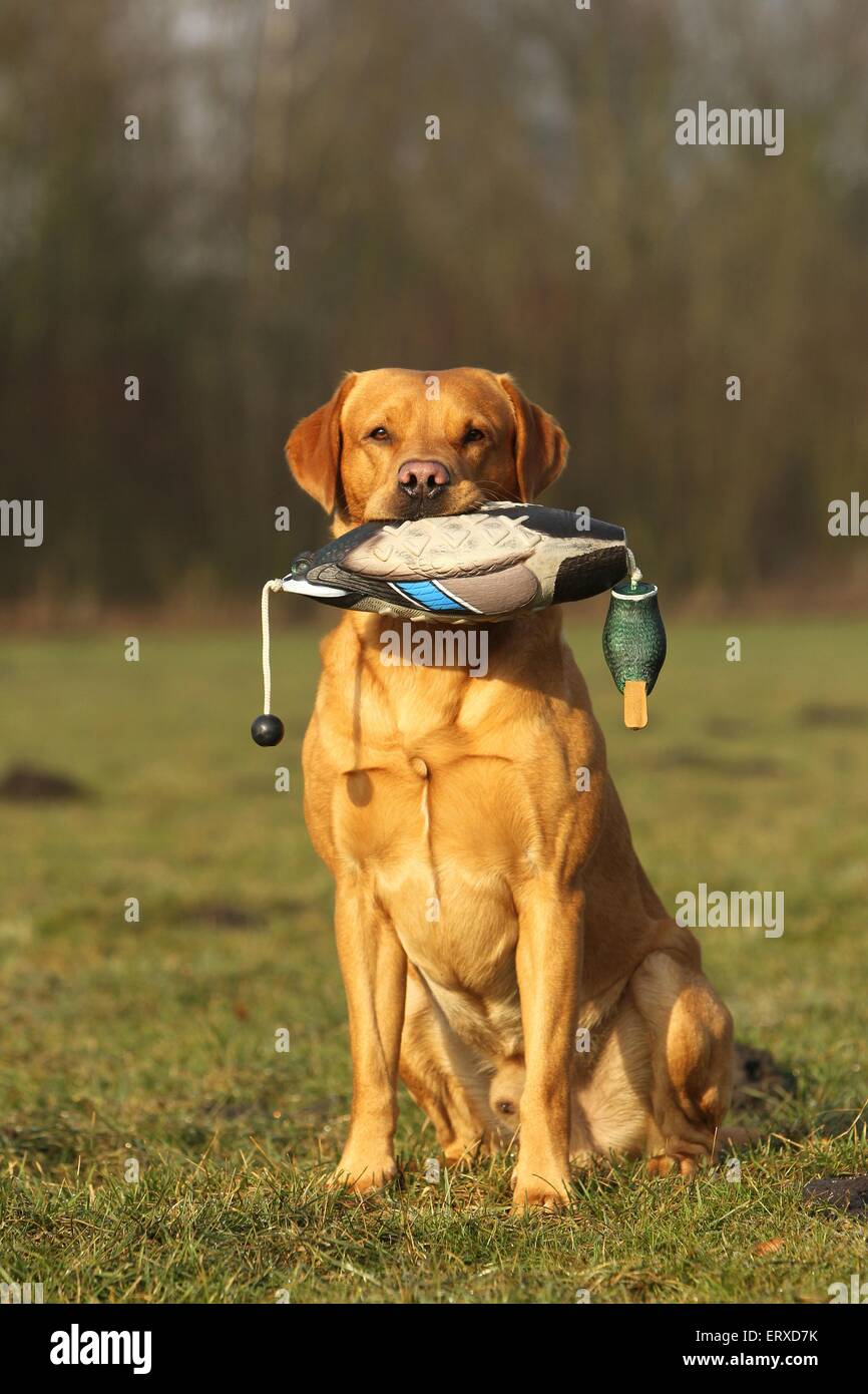 Retrieving labrador retriever hi-res stock photography and images - Alamy