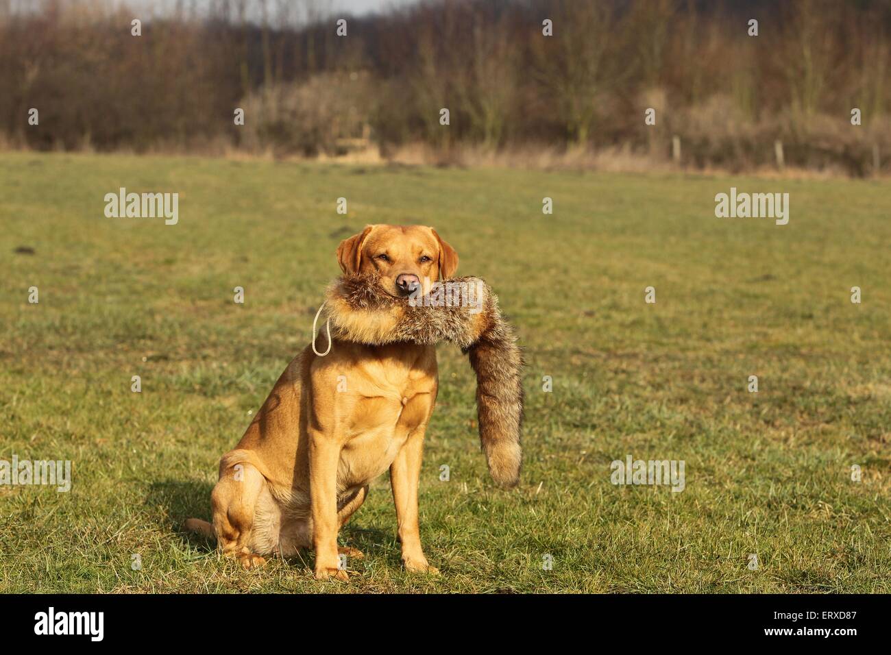 retrieving Labrador Retriever Stock Photo - Alamy