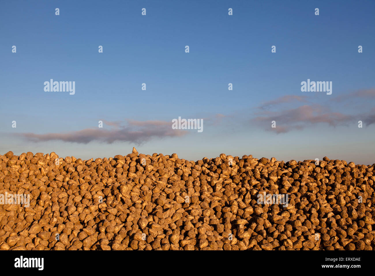 Zuckerrueben hi-res stock photography and images - Alamy