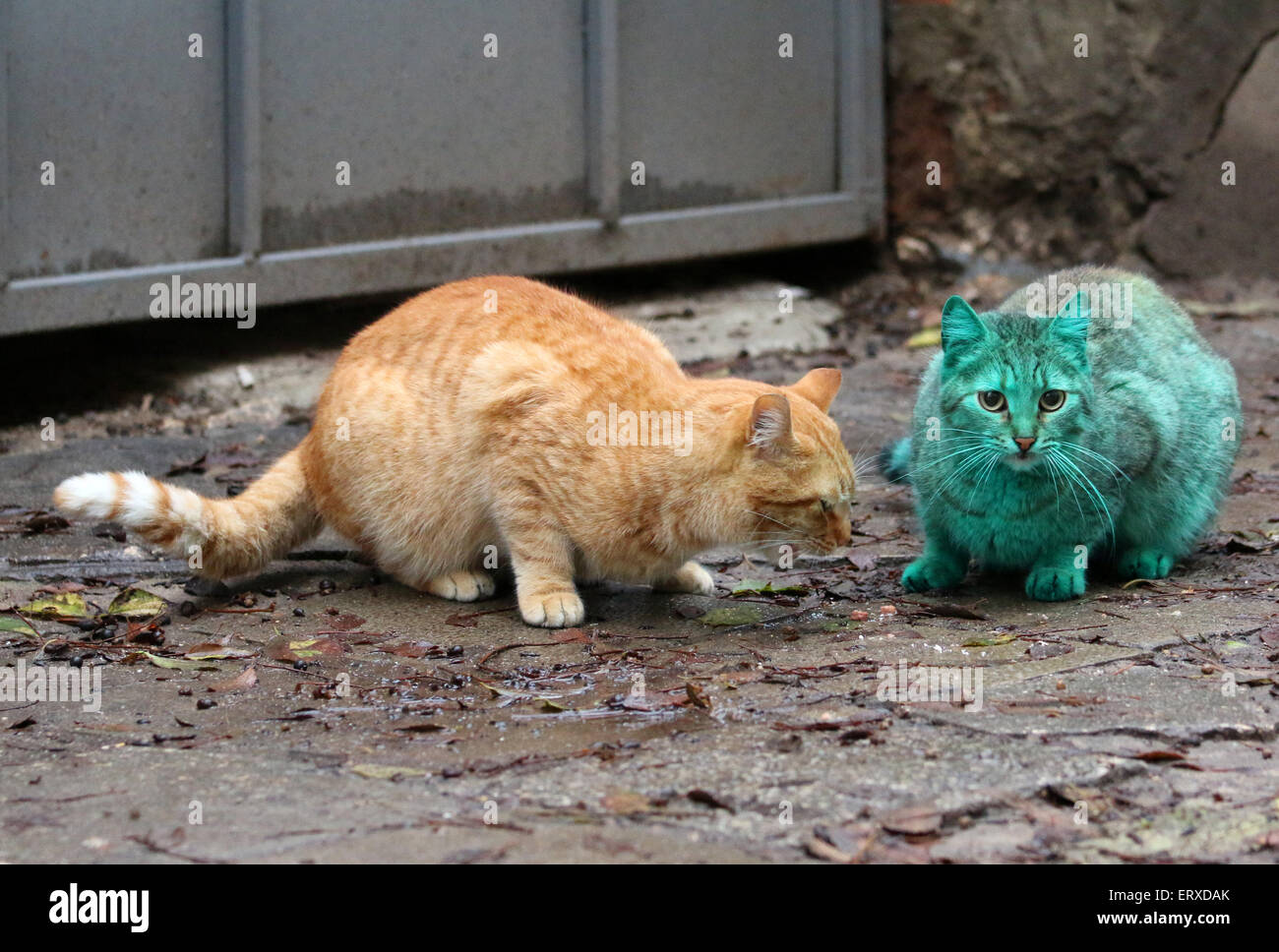 A green cat wanders about the streets in the city of Varna (some 450 km ...