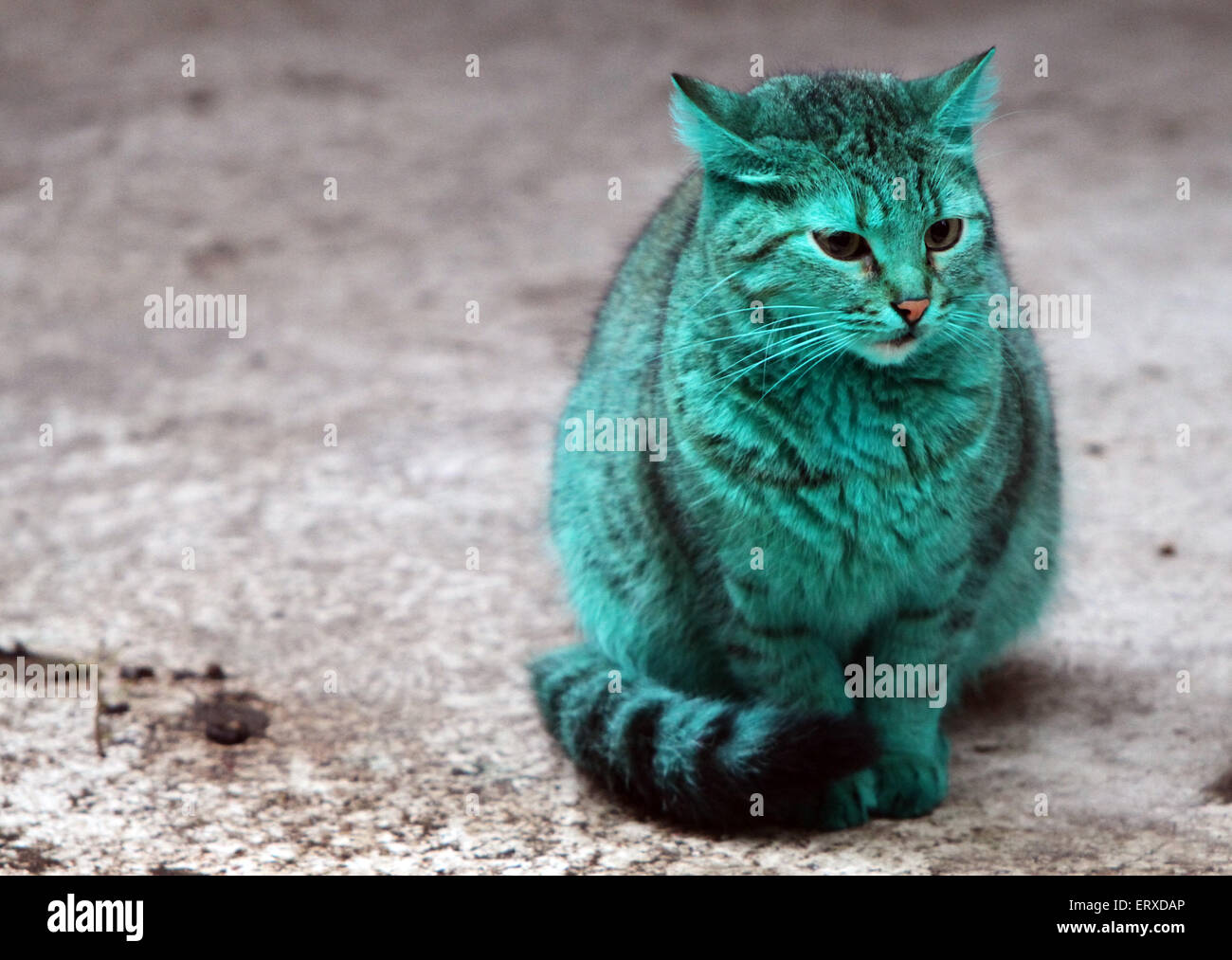 A green cat wanders about the streets in the city of Varna (some 450 km ...