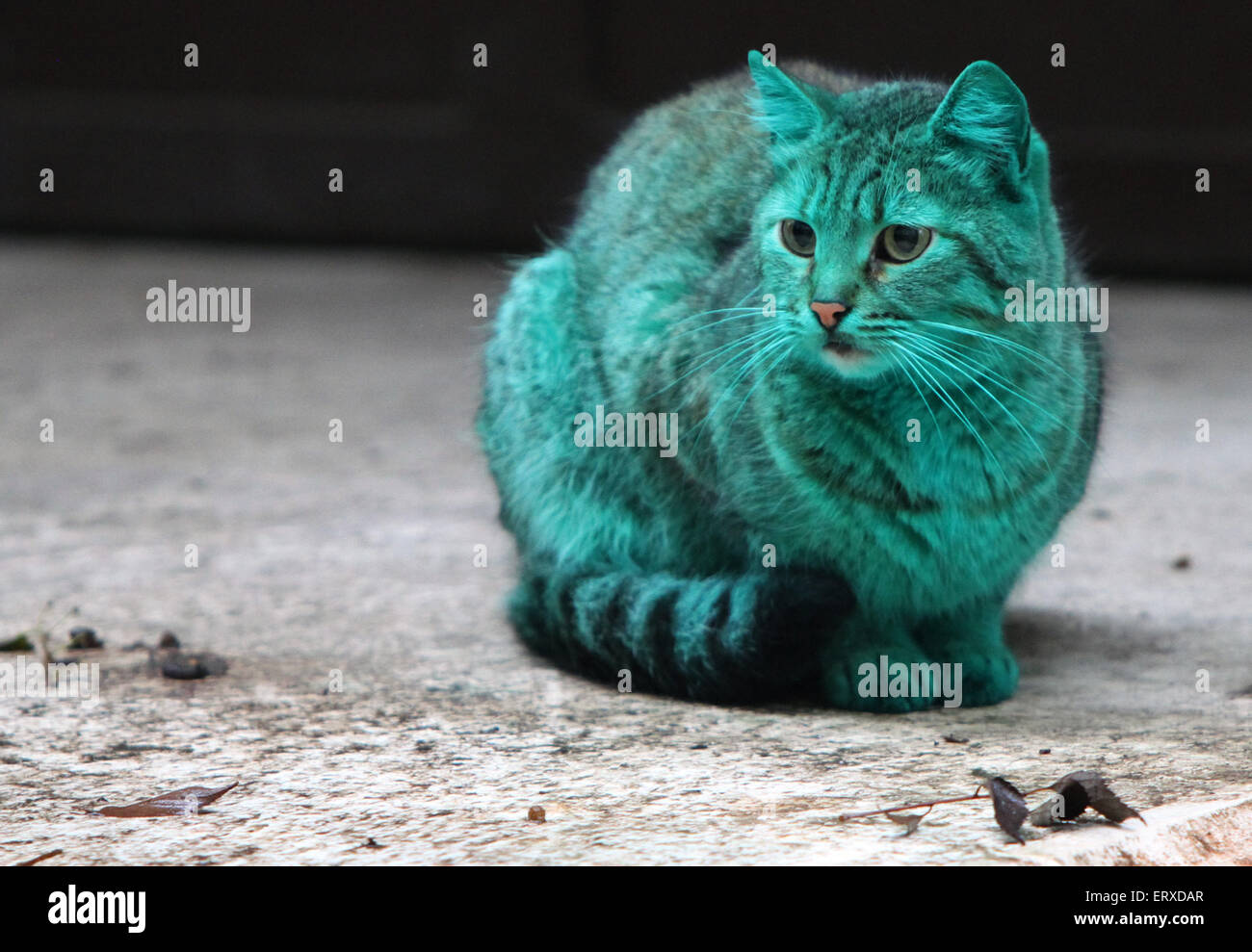 A green cat wanders about the streets in the city of Varna (some 450 km ...