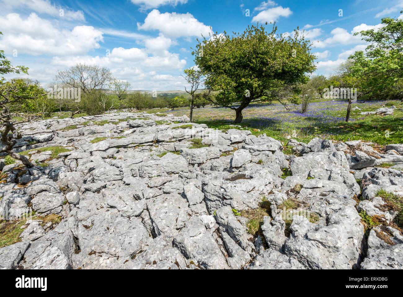 Crab Apple Tree and Limestone clints at Wharfe Wood Stock Photo - Alamy